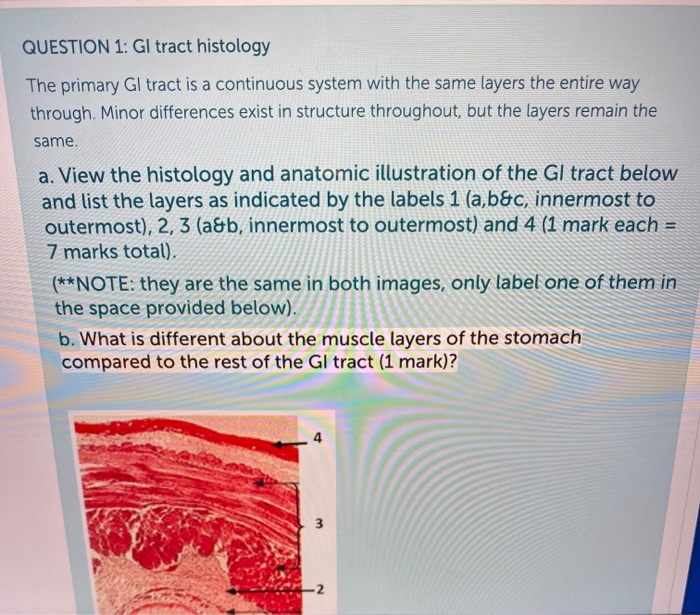 Solved QUESTION 1: GI tract histology The primary Gl tract | Chegg.com