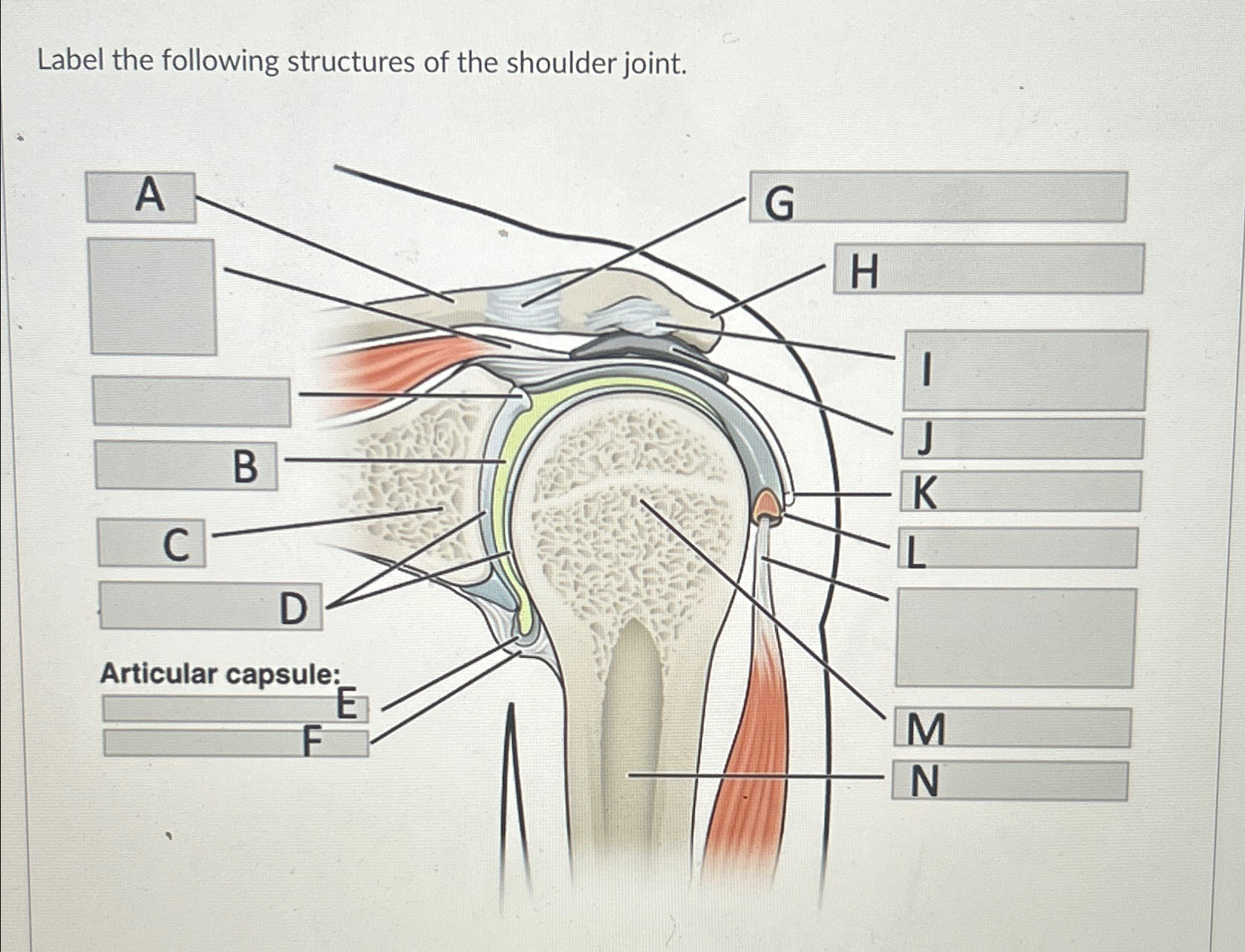 Solved Label the following structures of the shoulder joint. | Chegg.com