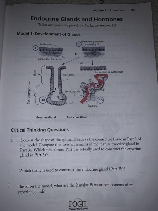Solved Activity 1 Endocrine 93 Endocrine Glands and Hormones | Chegg.com