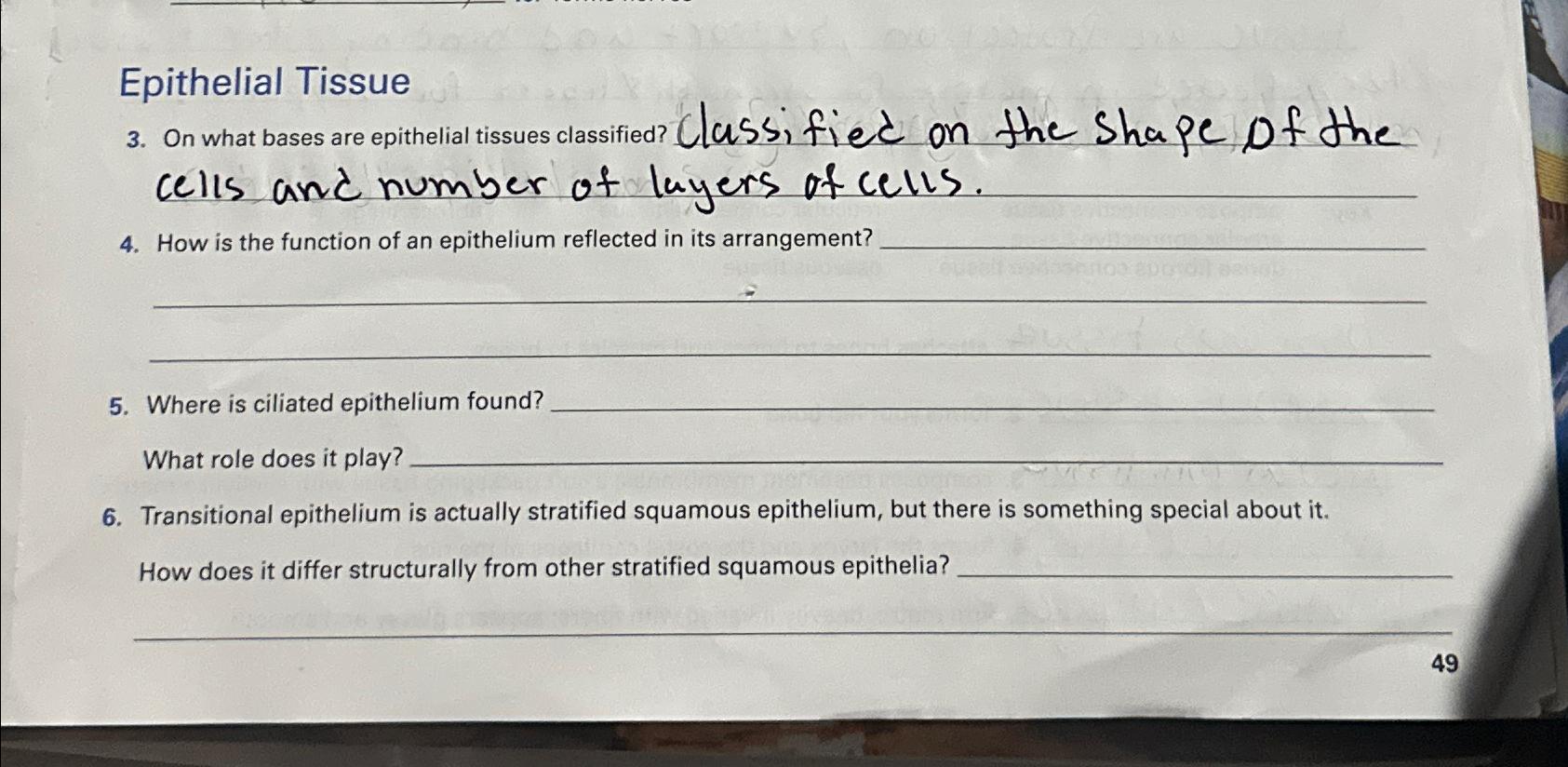 Solved Epithelial Tissue3. ﻿On what bases are epithelial | Chegg.com