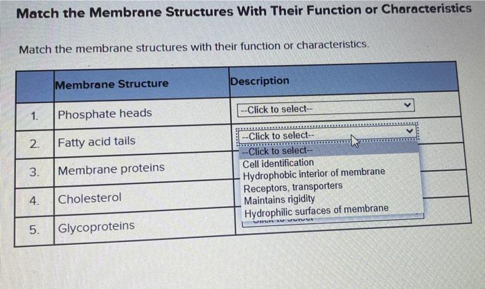 Solved Match the Membrane Structures With Their Function or | Chegg.com