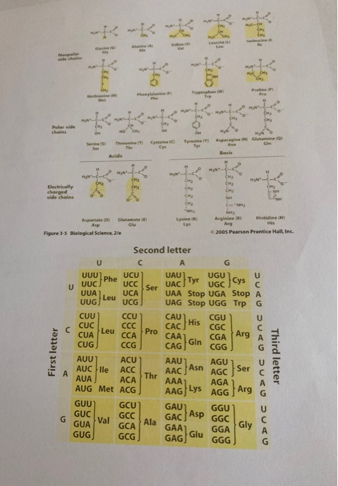 Solved Amino acids (5) Codons (7) P AV GCC GAUSGAVAUUAAAA 6. | Chegg.com