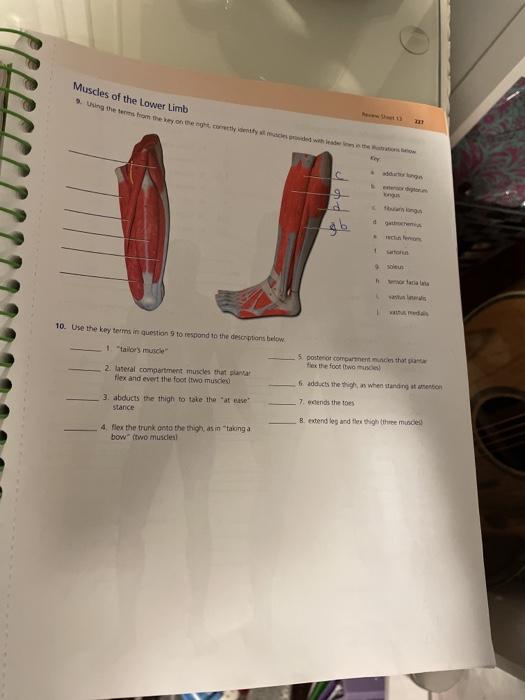 Solved Muscles of the lower limb Using the were to be sent | Chegg.com