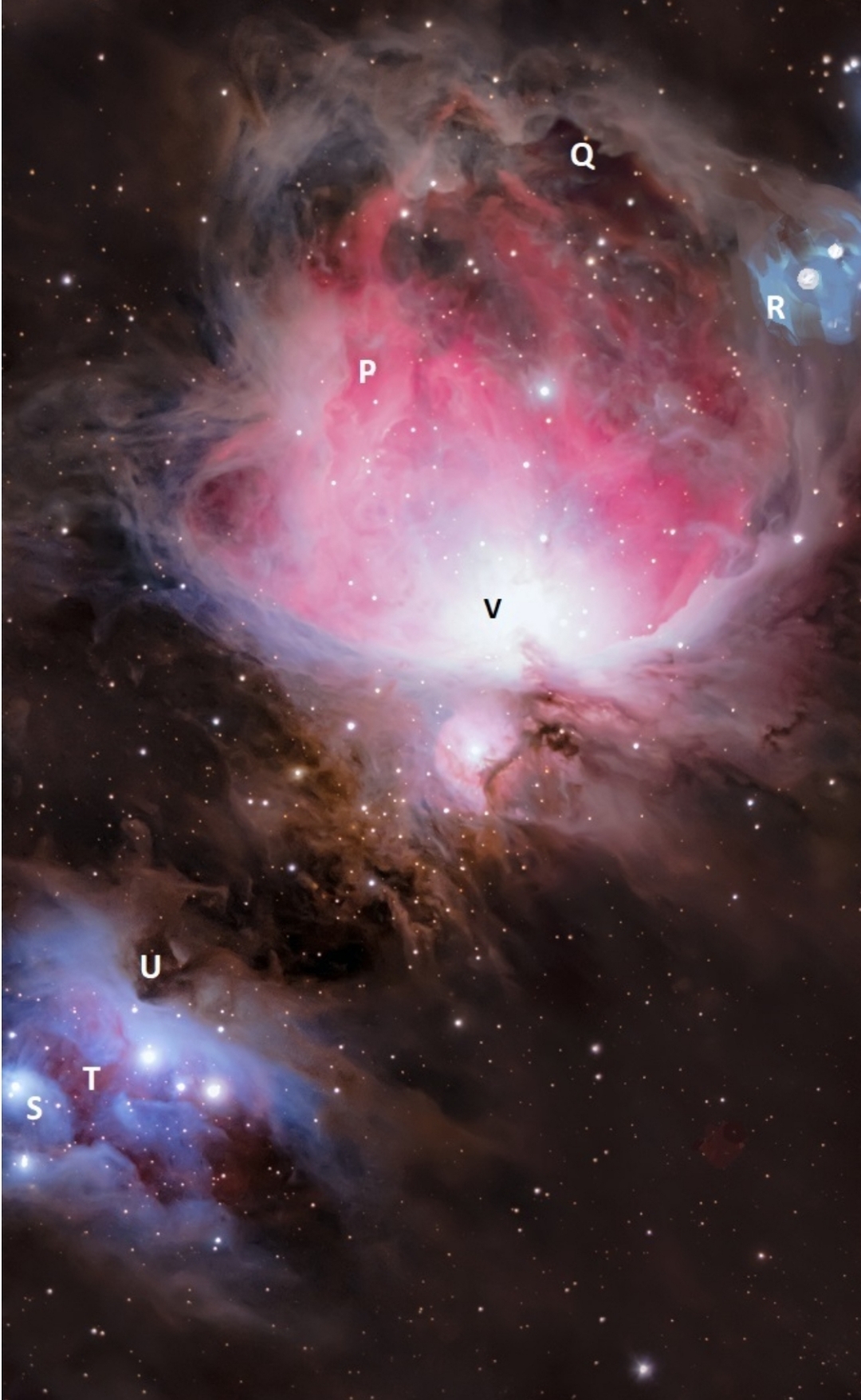 Solved 1. ﻿Use the letters (P, ﻿Q, ﻿R, ﻿S, ﻿T, ﻿U, ﻿V) | Chegg.com