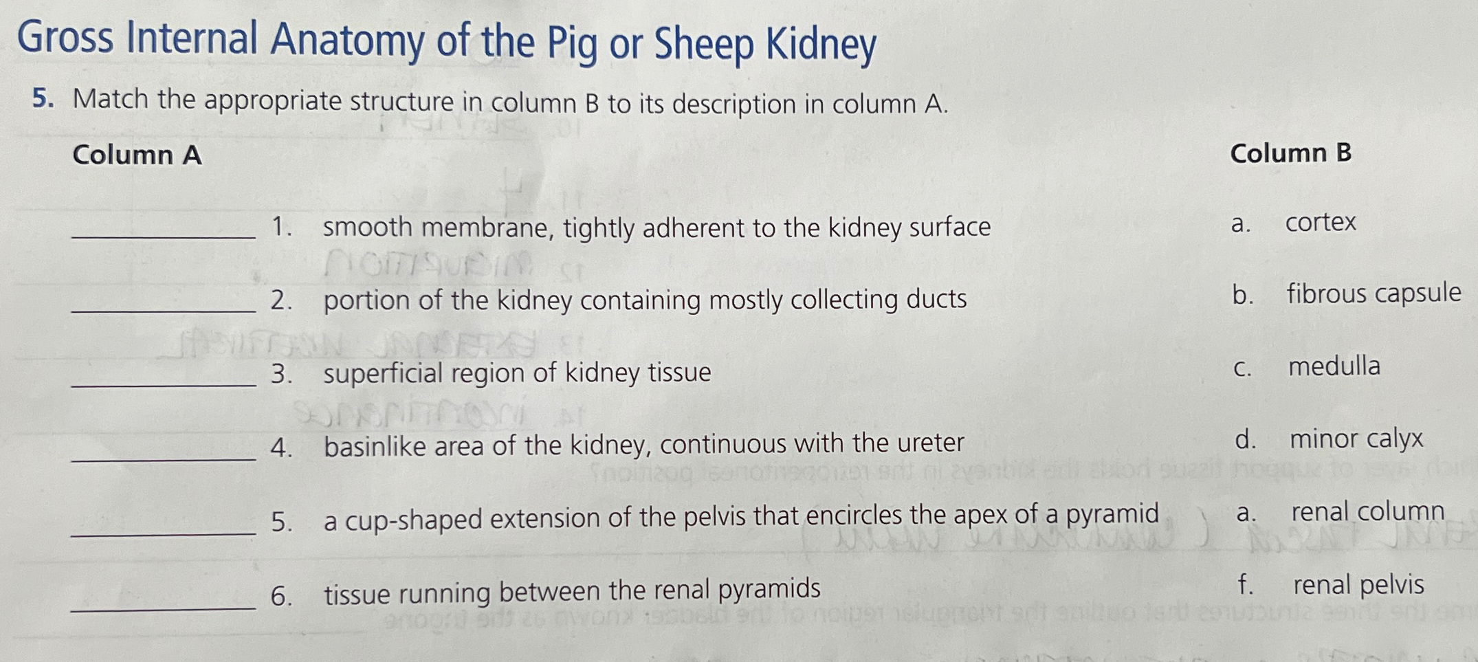 Solved Gross Internal Anatomy of the Pig or Sheep Kidney5. | Chegg.com
