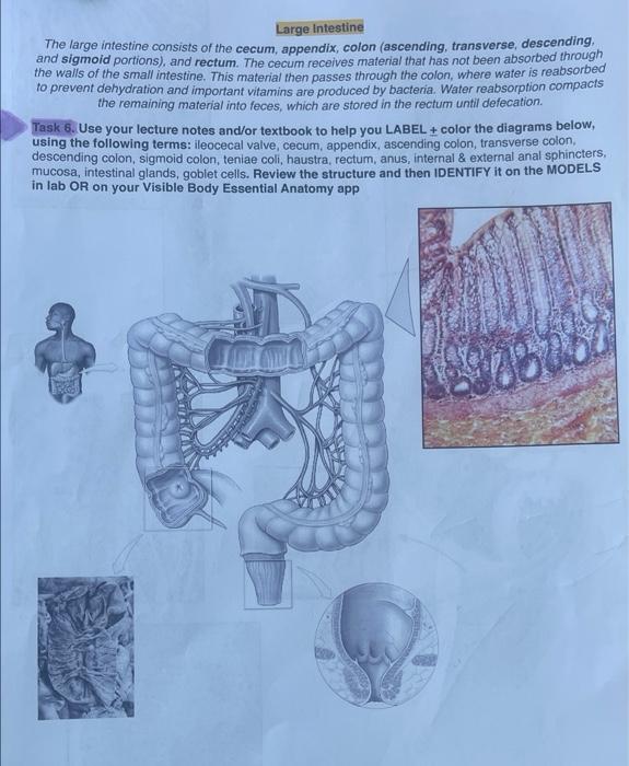 Solved Large Intestine The large intestine consists of the | Chegg.com