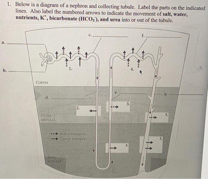 Solved 1. Below is a diagram of a nephron and collecting | Chegg.com