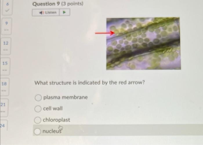Solved What structure is indicated by the red arrow? plasma | Chegg.com