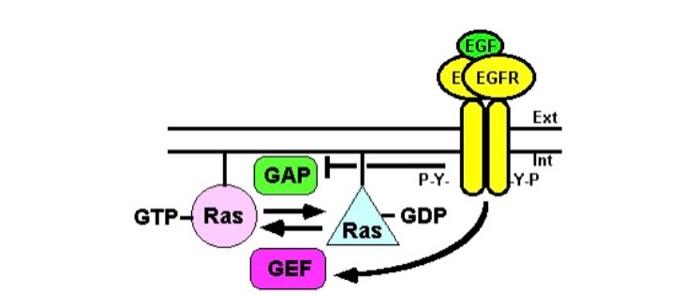 Solved Explains signal transduction for EGF (epidermal | Chegg.com