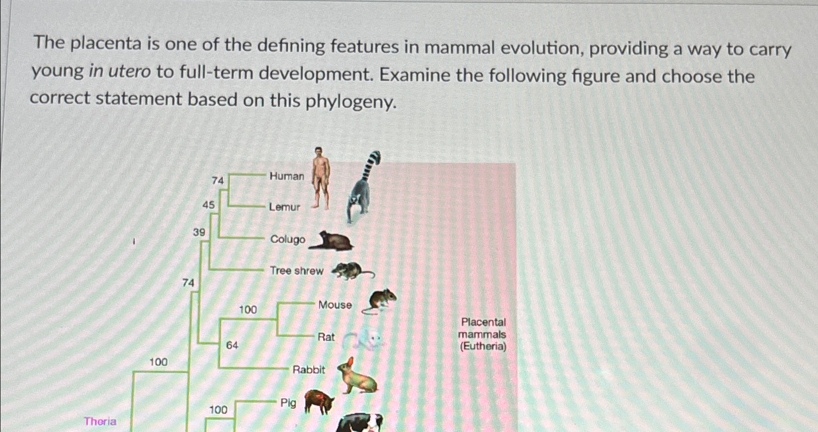 Solved The placenta is one of the defining features in | Chegg.com