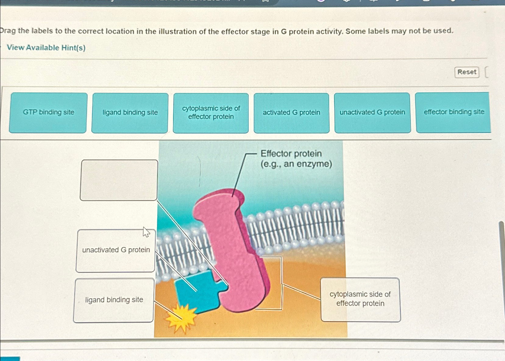 Solved Prag the labels to the correct location in the | Chegg.com