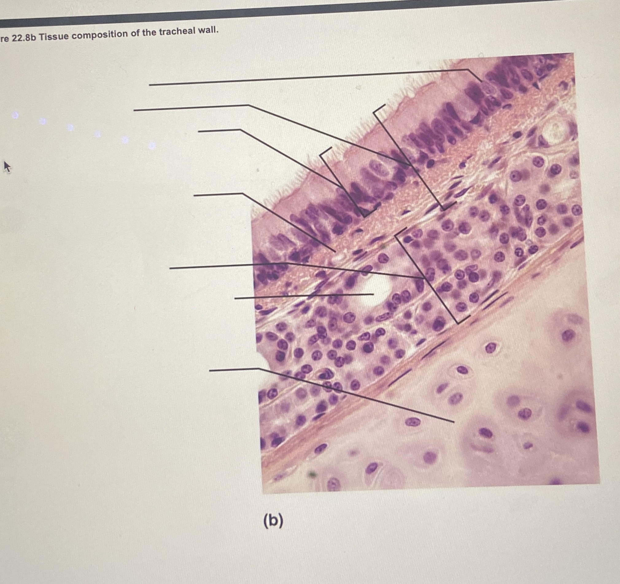 Solved Laboratory Assignment Microscopic Structure of the | Chegg.com