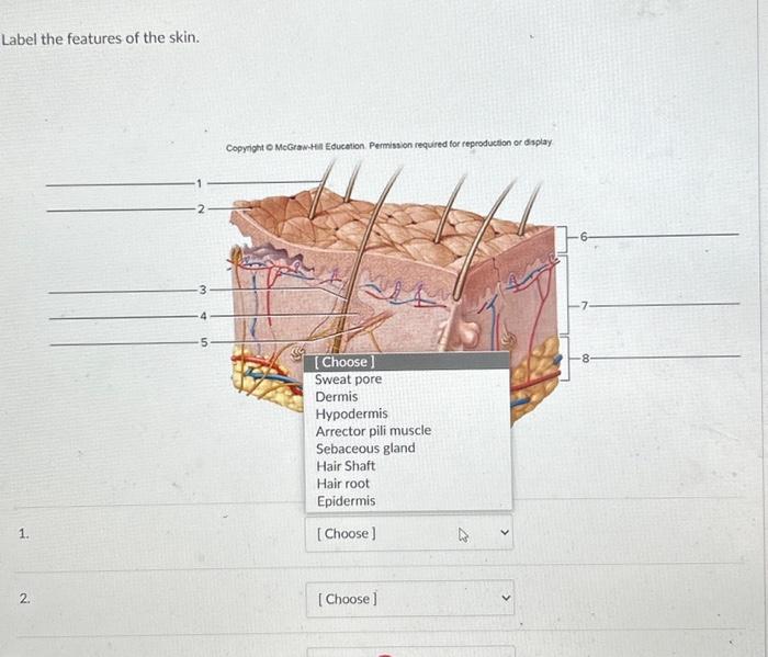 Label the features of the skin. | Chegg.com