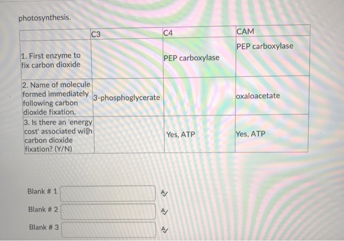 Solved photosynthesis. C3 C4 CAM PEP carboxylase 1. First | Chegg.com