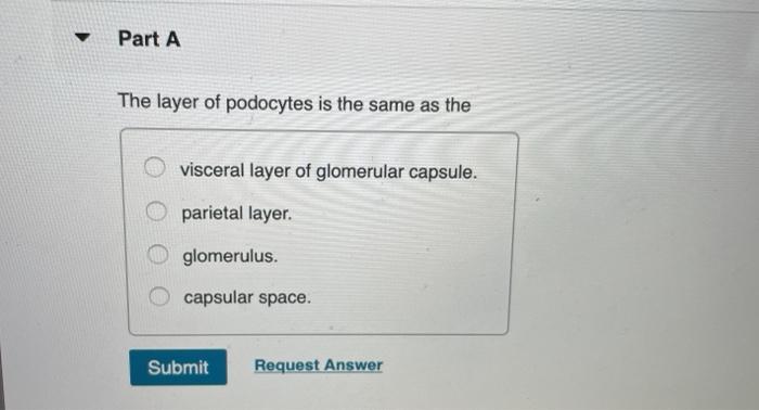 Solved Part A The layer of podocytes is the same as the | Chegg.com