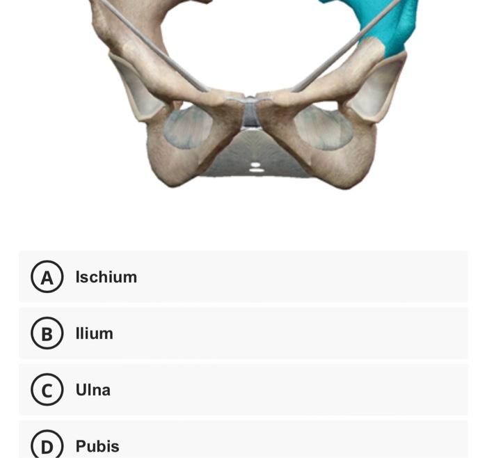 Solved Which bone is highlighted in blue? (A) | Chegg.com