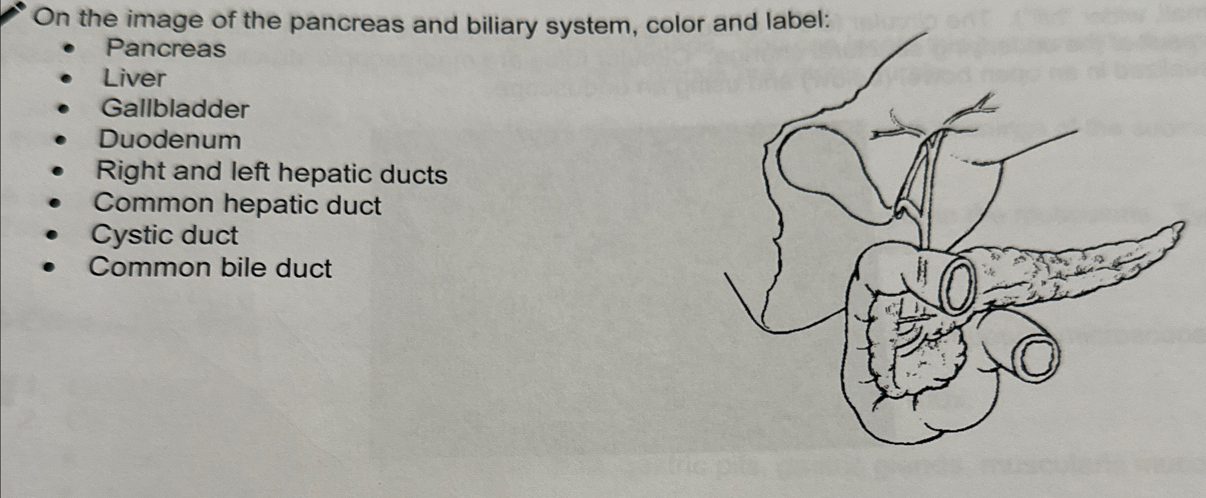 Solved On the image of the pancreas and biliary system, | Chegg.com