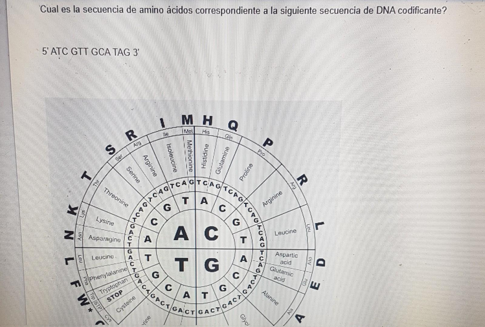 Solved Cual es la secuencia de amino ácidos correspondiente | Chegg.com