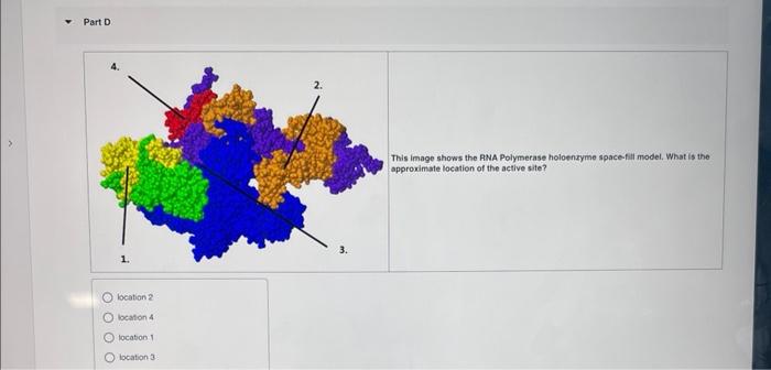 The sigma (o) subunit binds to the core ANA | Chegg.com