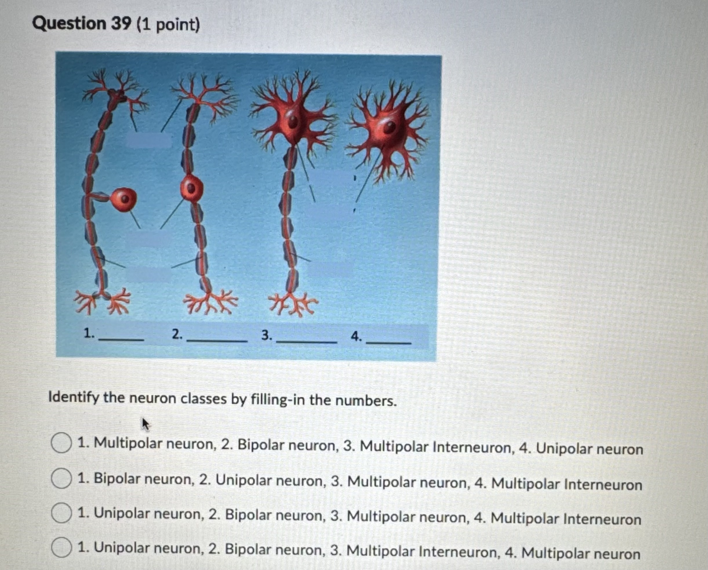 Solved Question 39 (1 ﻿point)Identify the neuron classes by | Chegg.com