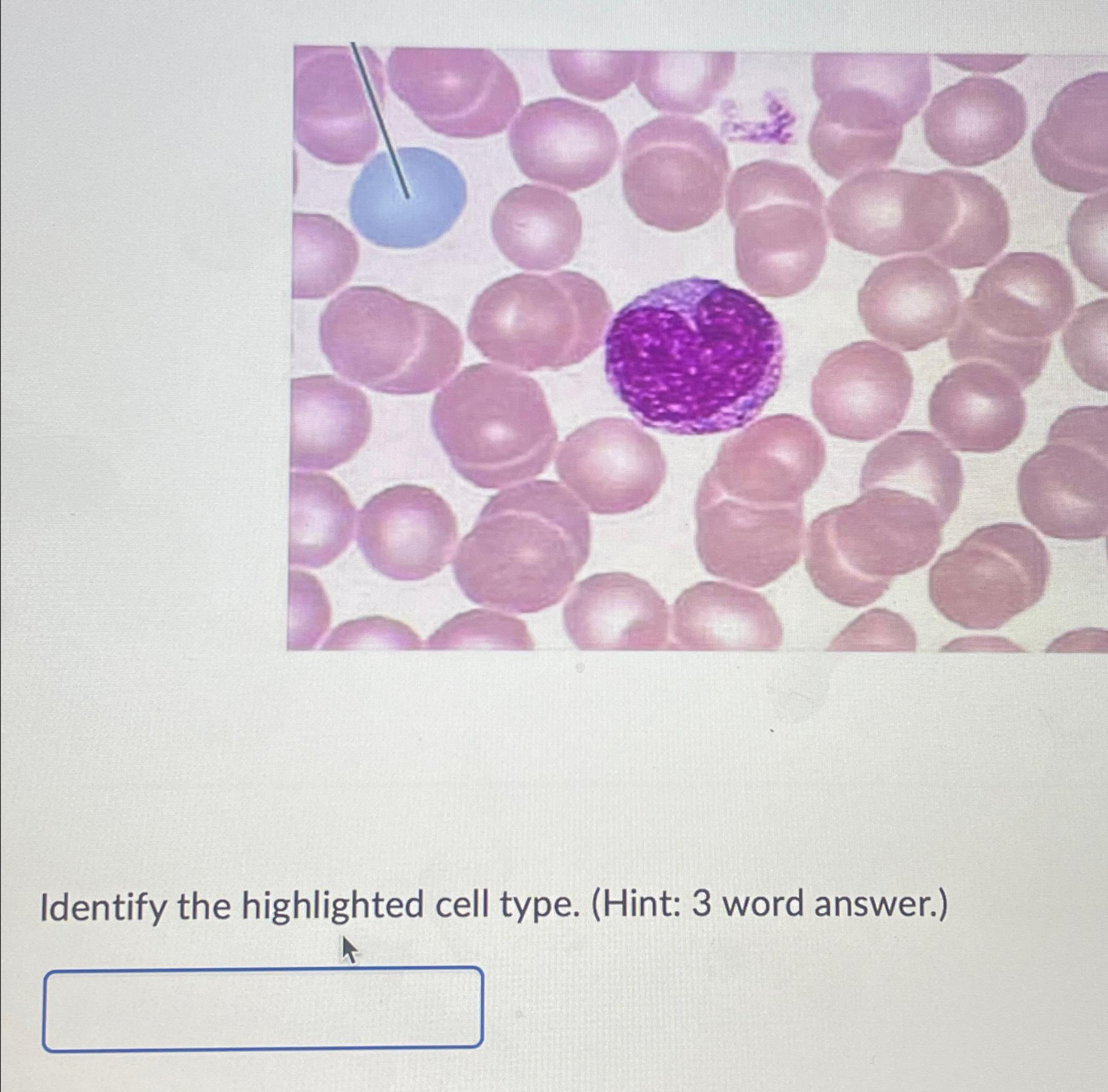 Solved Identify the highlighted cell type. (Hint: 3 ﻿word | Chegg.com