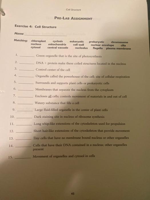 Solved Cell Structure PRE-LAB ASSIGNMENT Exercise 4: Cell | Chegg.com