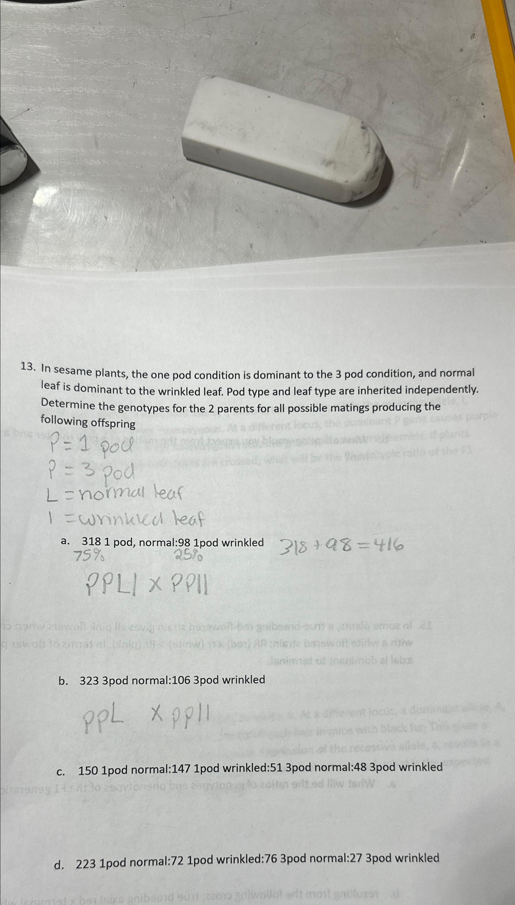 Solved In sesame plants, the one pod condition is dominant | Chegg.com