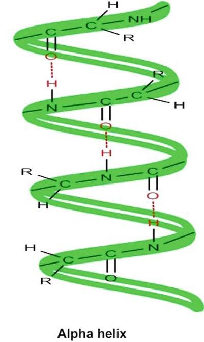 Solved Alpha helix | Chegg.com
