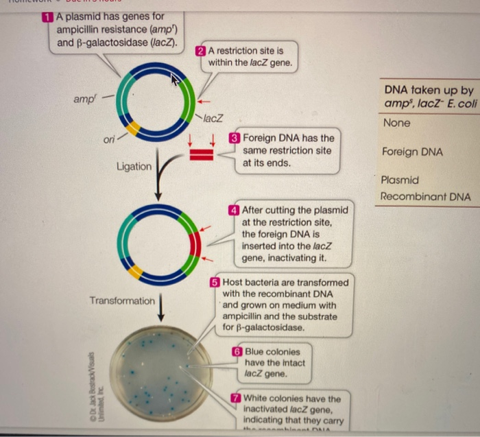 Solved A plasmid has genes for ampicillin resistance (amp') | Chegg.com