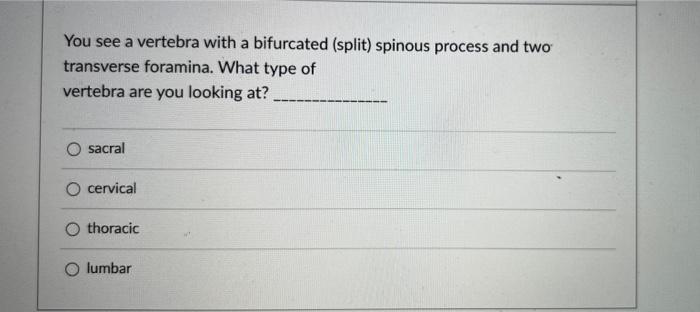 You see a vertebra with thick and long transverse | Chegg.com