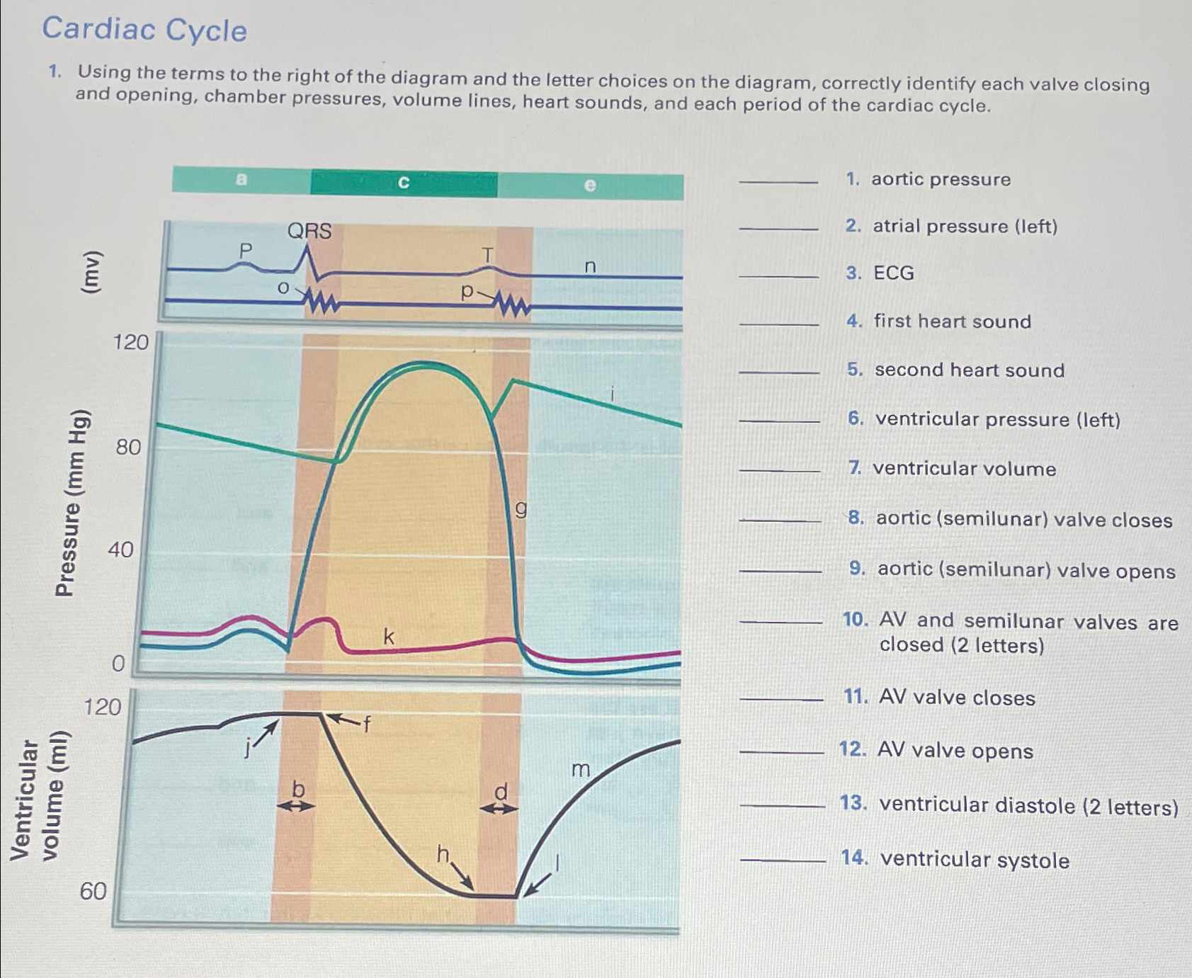 Solved Cardiac CycleUsing the terms to the right of the | Chegg.com