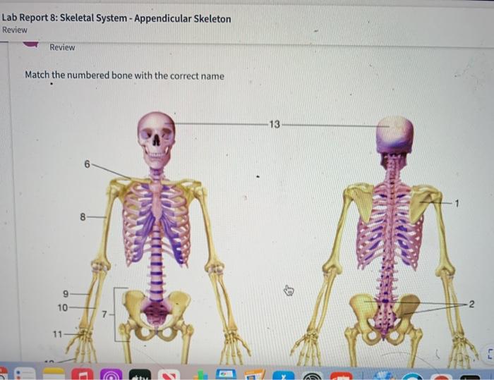 Solved Lab Report 8: Skeletal System - Appendicular Skeleton | Chegg.com