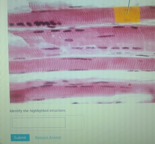 Solved Identify the highlighted structure. Submit Request | Chegg.com