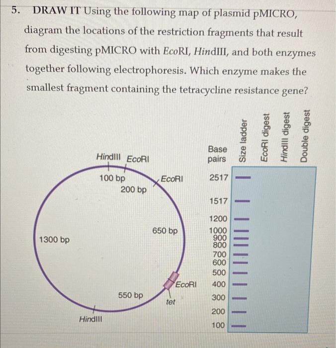 Solved 5. DRAW IT Using the following map of plasmid pMICRO, | Chegg.com