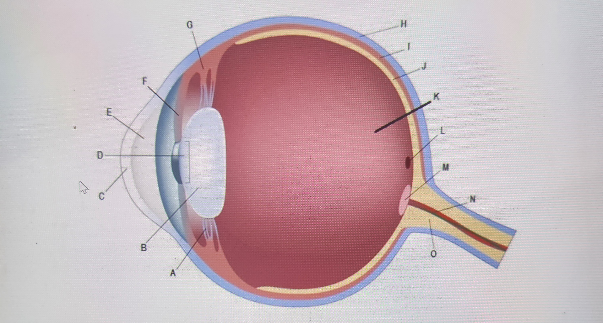 Solved Place the following parts of the pathway of vision in | Chegg.com