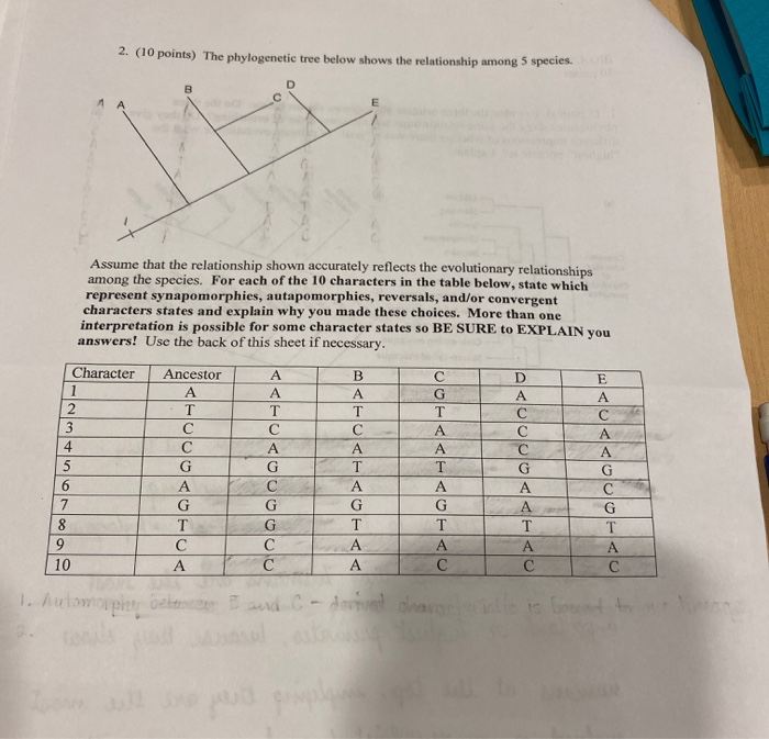 Solved 2. (10 points) The phylogenetic tree below shows the | Chegg.com
