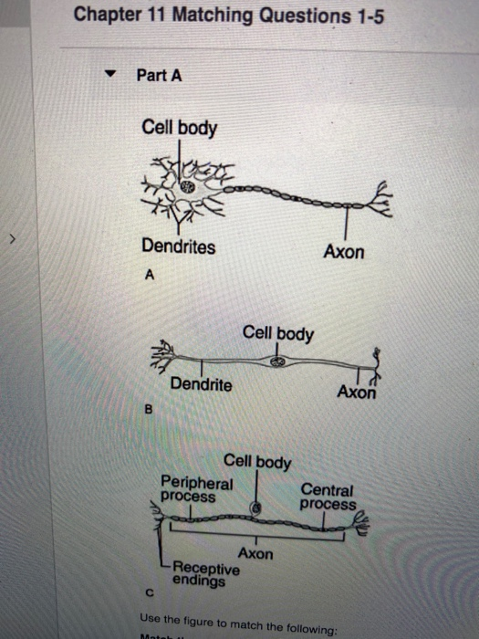 Solved Chapter 11 Matching Questions 1-5 Part A Cell body € | Chegg.com Solved Chapter 11 Matching Questions 1-5 Part A Cell body € | Chegg.com