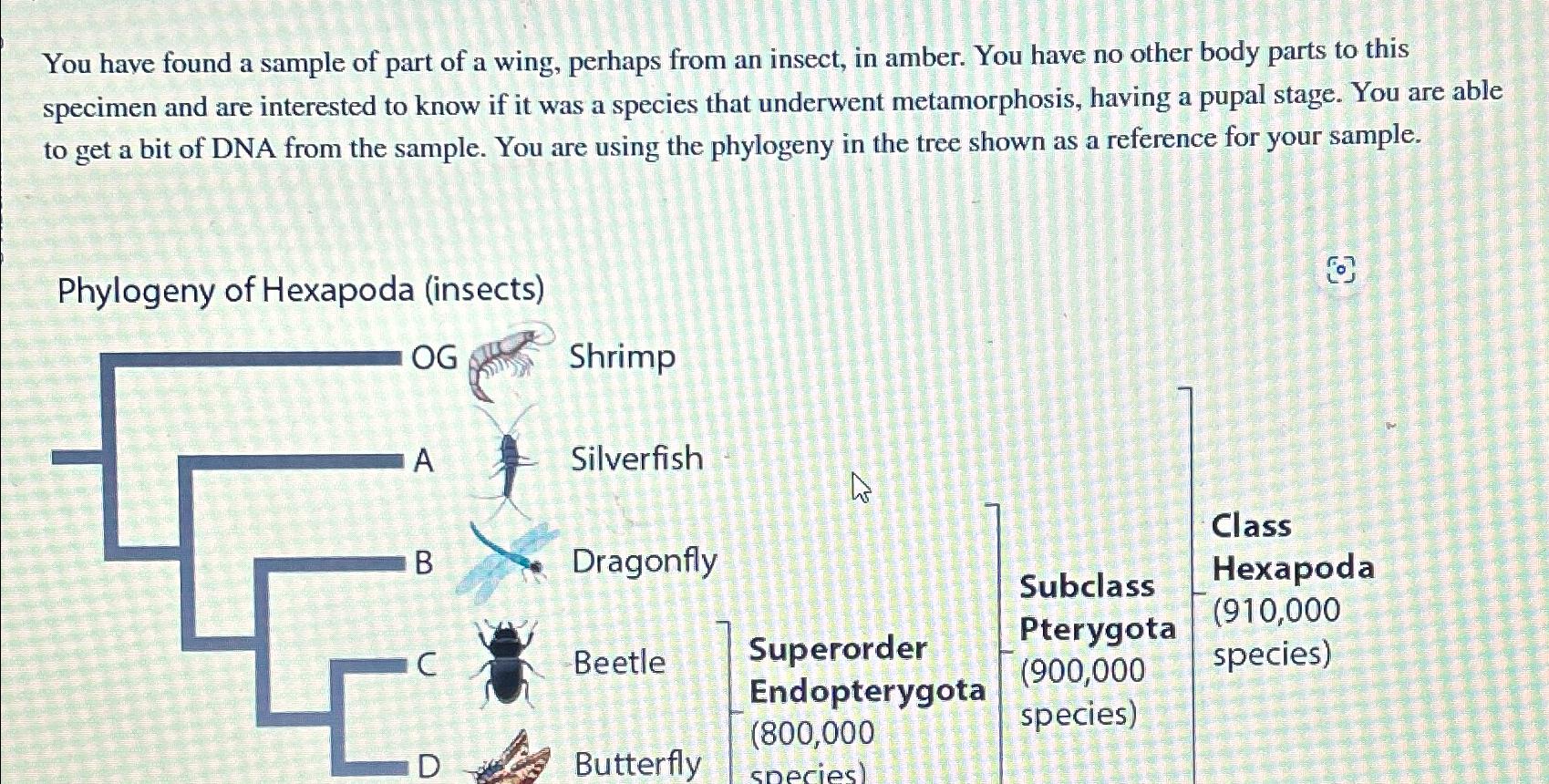 Solved You have found a sample of part of a wing, perhaps | Chegg.com