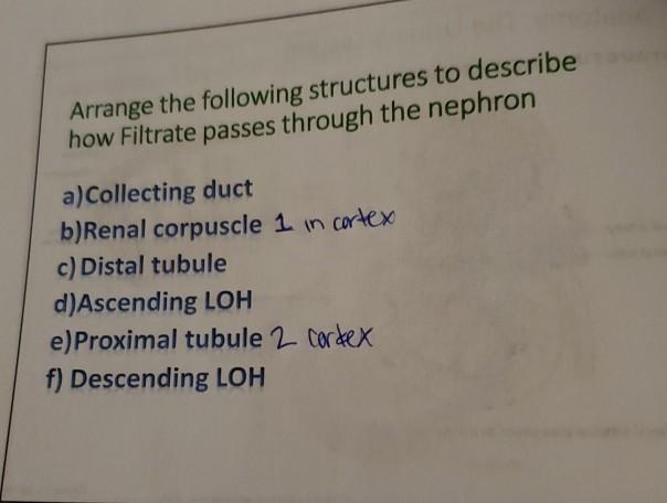 Solved Arrange the following structures to describe how | Chegg.com
