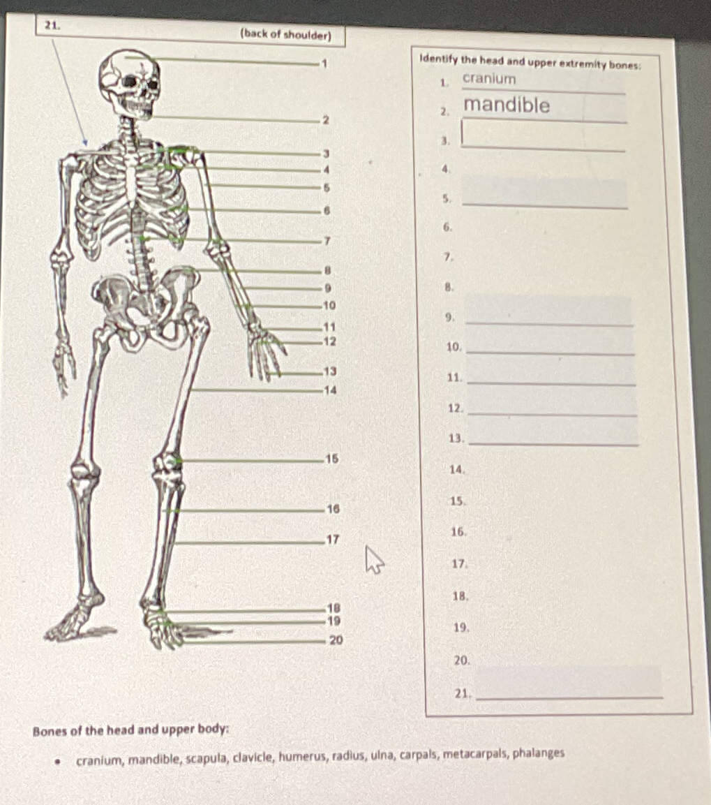 Solved Identify the head and upper extremity bonesIdentify | Chegg.com