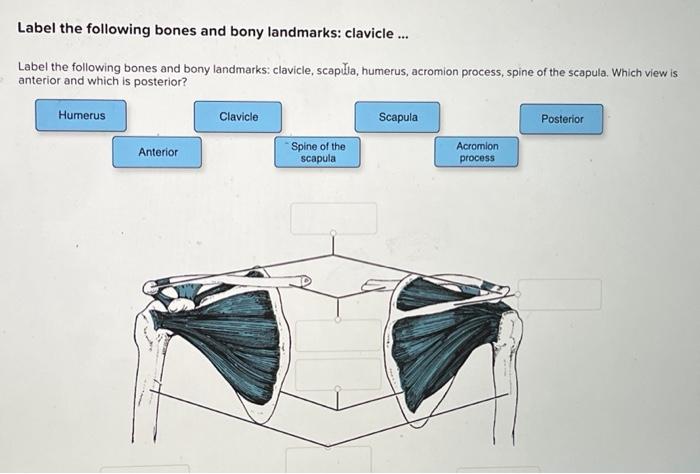 Solved Label the following bones and bony landmarks: | Chegg.com