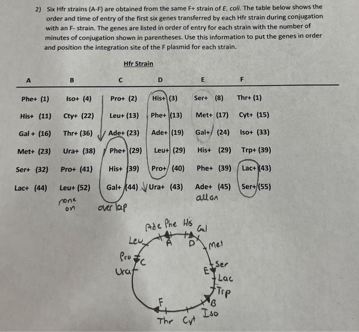 Solved 2) Six Hfr strains (A-F) are obtained from the same | Chegg.com