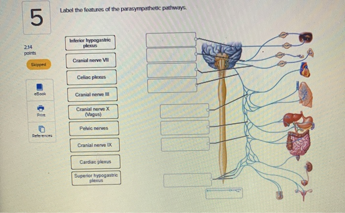 Solved Label the features of the parasympathetic pathways. | Chegg.com
