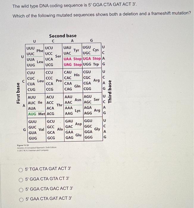 Solved The wild type DNA coding sequence is 5' GGA CTA GAT | Chegg.com