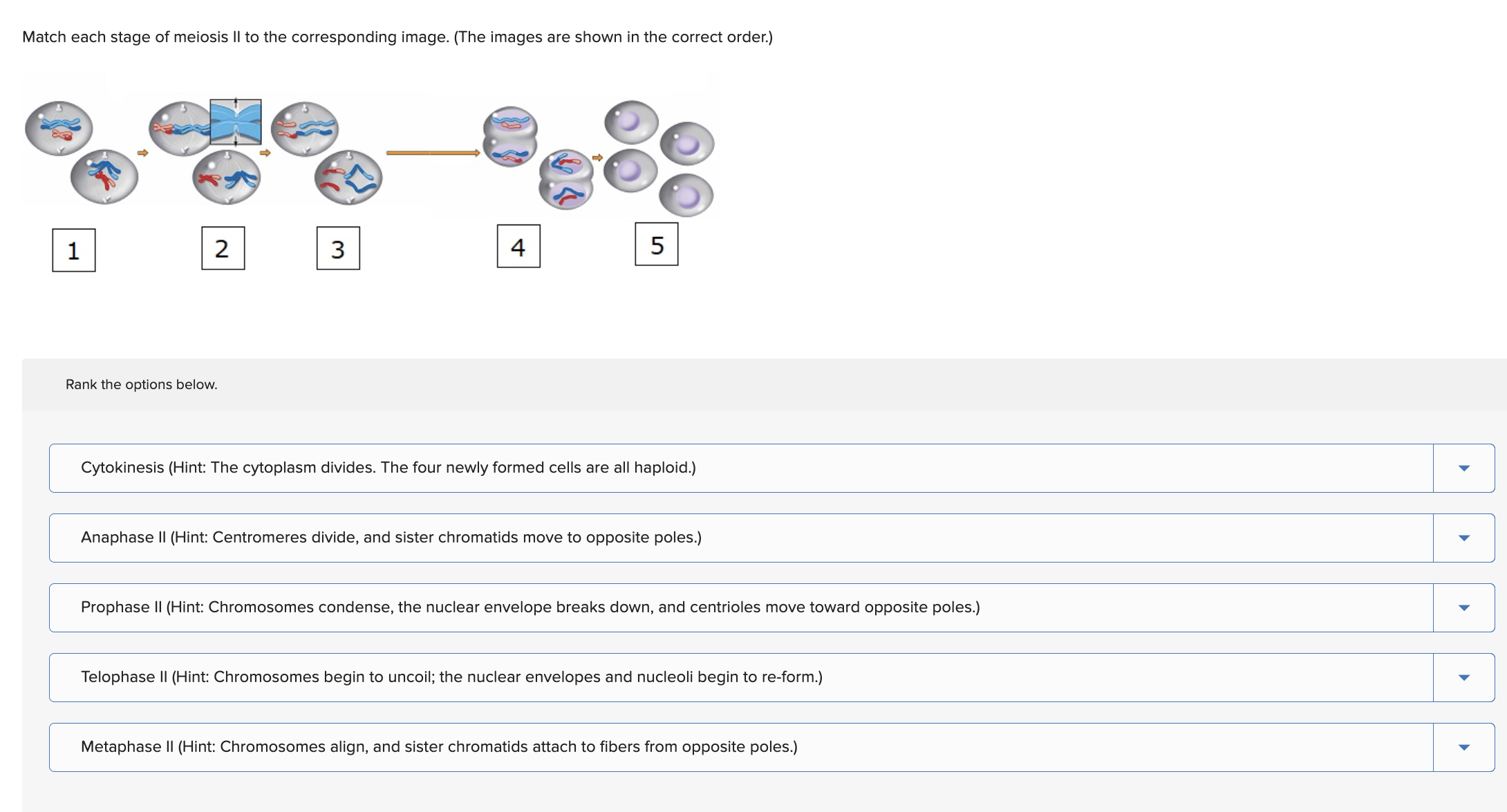 Solved Match each stage of meiosis II to the corresponding | Chegg.com