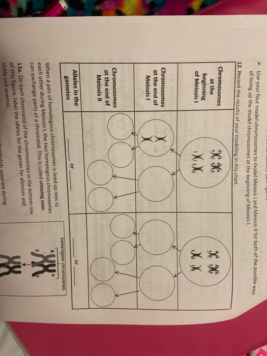 Solved Use your four model chromosomes to model Meiosis and | Chegg.com
