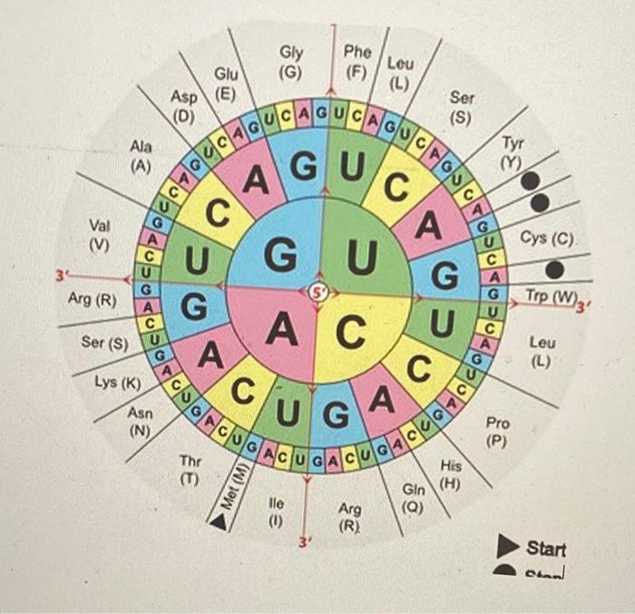Solved Your knowledge of nucleic acids and the codon table | Chegg.com