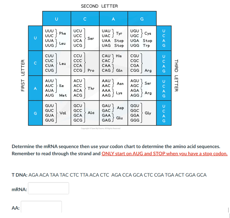Solved SECOND LETTERDetermine the mRNA sequence then use | Chegg.com