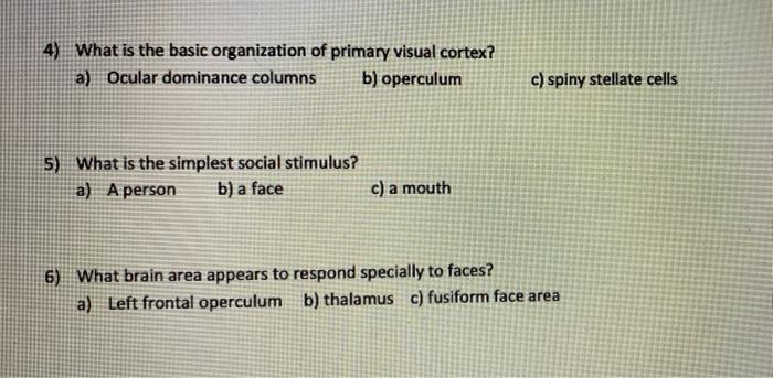 Solved 4) What is the basic organization of primary visual | Chegg.com