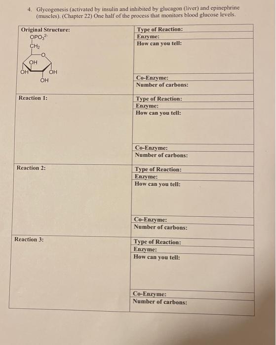 Solved 3. Three Pathways for Pyruvate following Glycolysis | Chegg.com